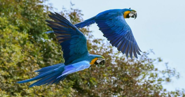 World Parrot Day (May 31, 2025) - Holiday Today