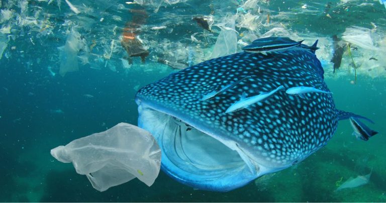 World Oceans Day (June 8, 2025) - Holiday Today