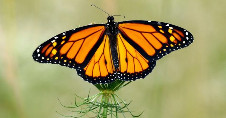 Western Monarch Day (February 5, 2026) - Holiday Today