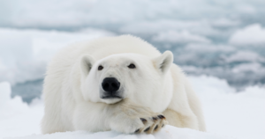 International Polar Bear Day (February 27, 2026)