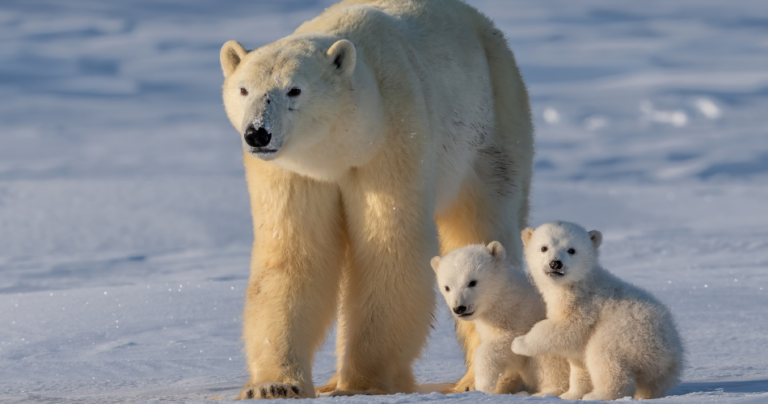 International Polar Bear Day (February 27, 2026)